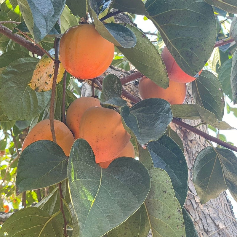Persimmon Fruit Season - Etsy