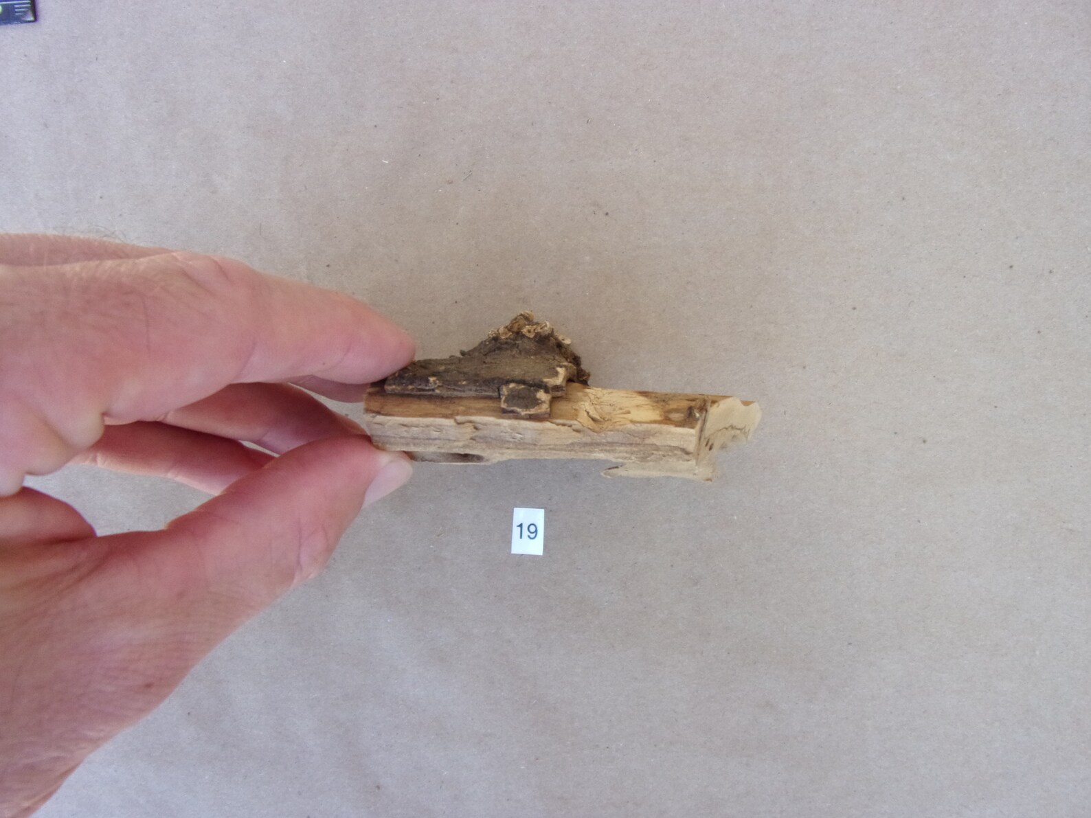 Craft Wood Interesting Cuttings From Termite Colony Wood - Etsy