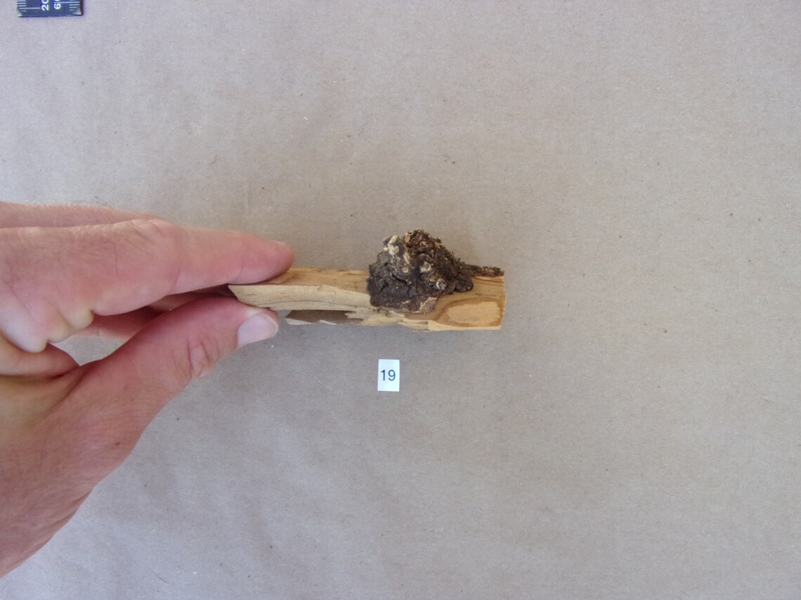 Craft Wood Interesting Cuttings From Termite Colony Wood - Etsy