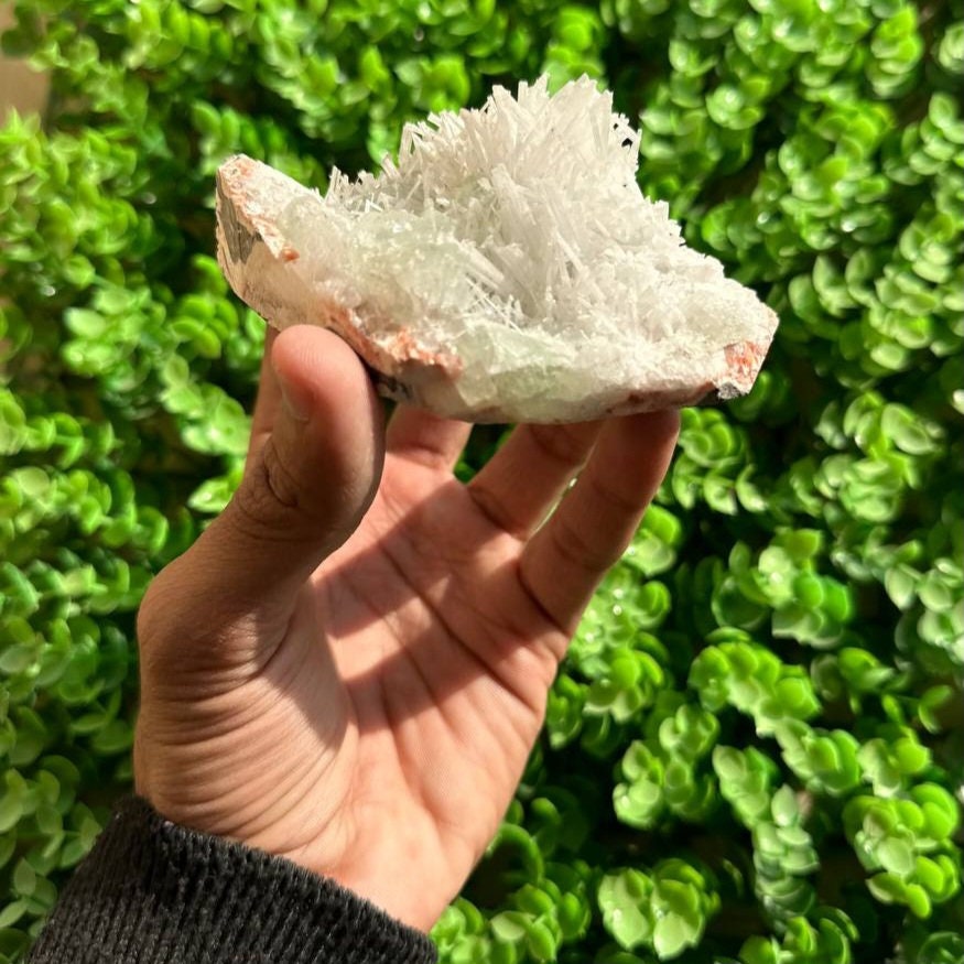 Rare Scolecite Spikes With Cubicles Green Apophyllite on Pink ...