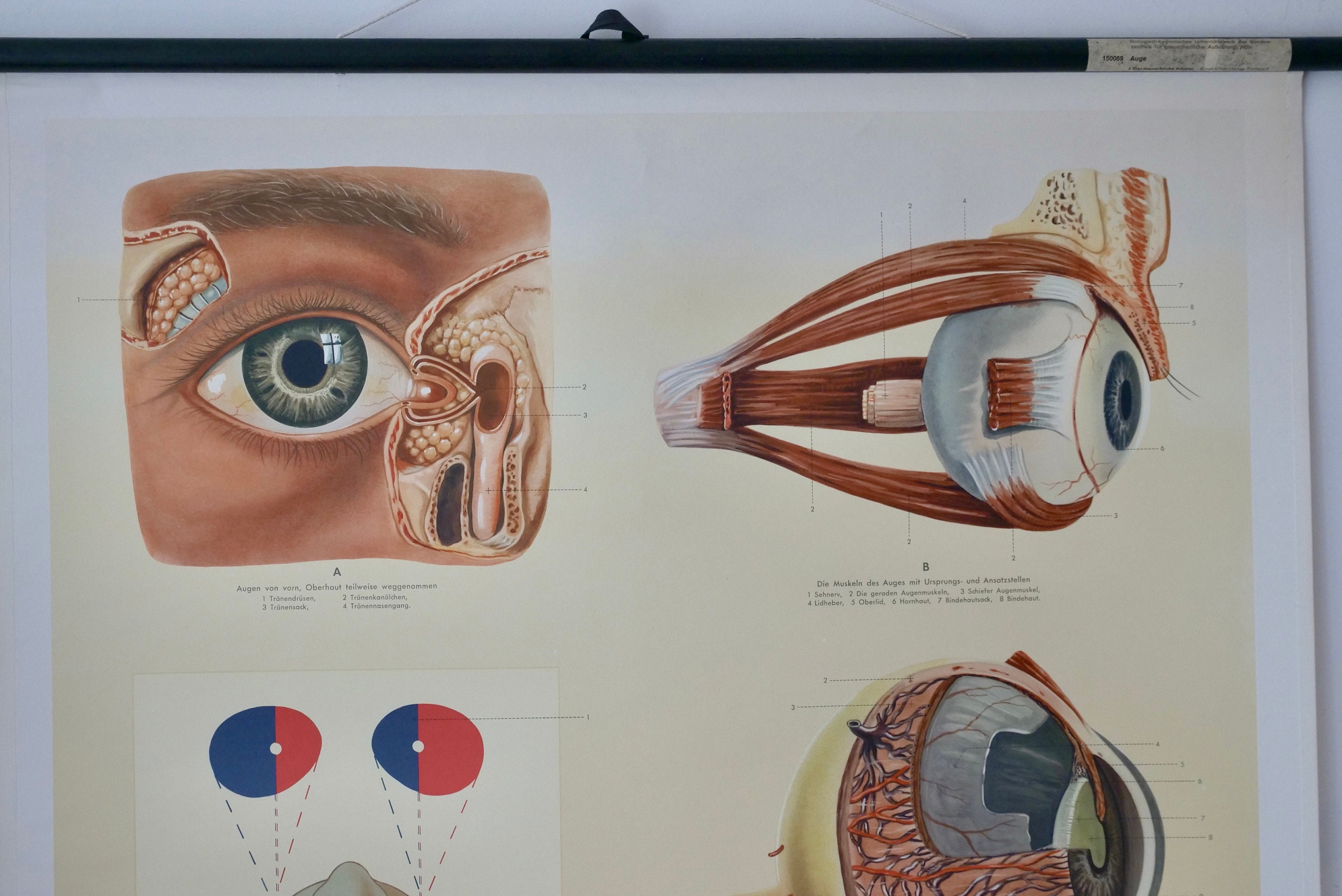 Vintage THE EYE School CHART Ernst Klett 50s Original Educational Chart ...