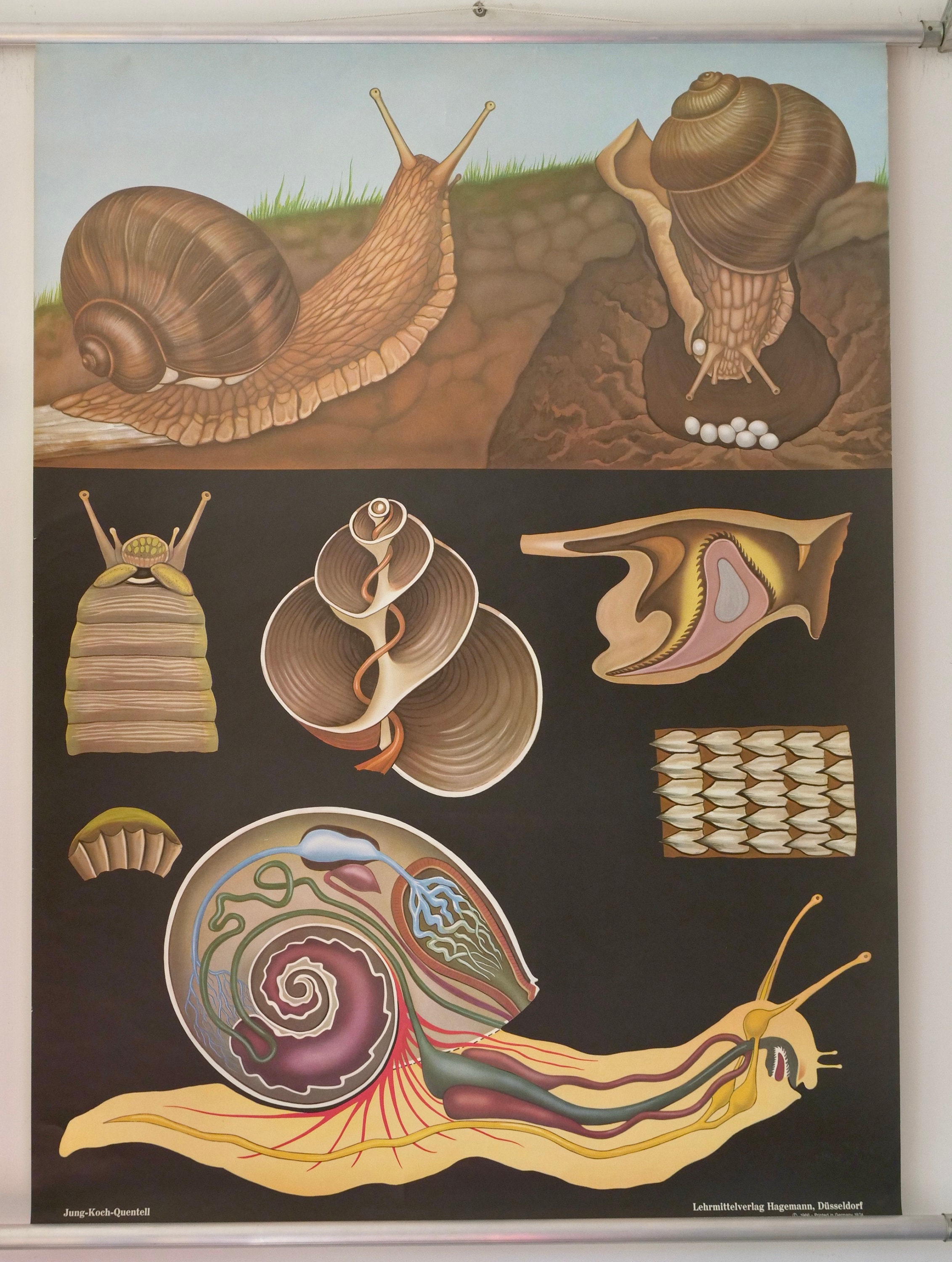 Vintage SNAIL School CHART Jung Koch Quentell Original Educational ...