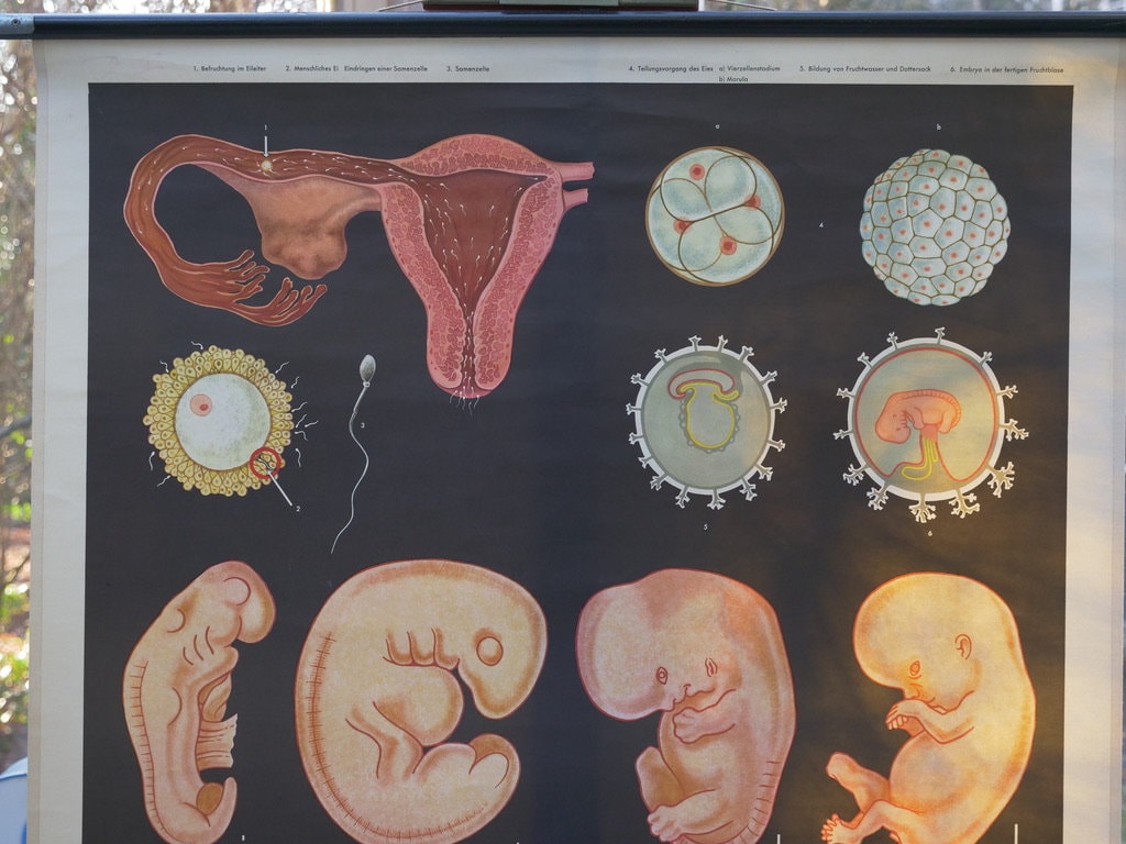 Vintage EMBRYOGENY School CHART Ernst Klett 60s Original Educational ...