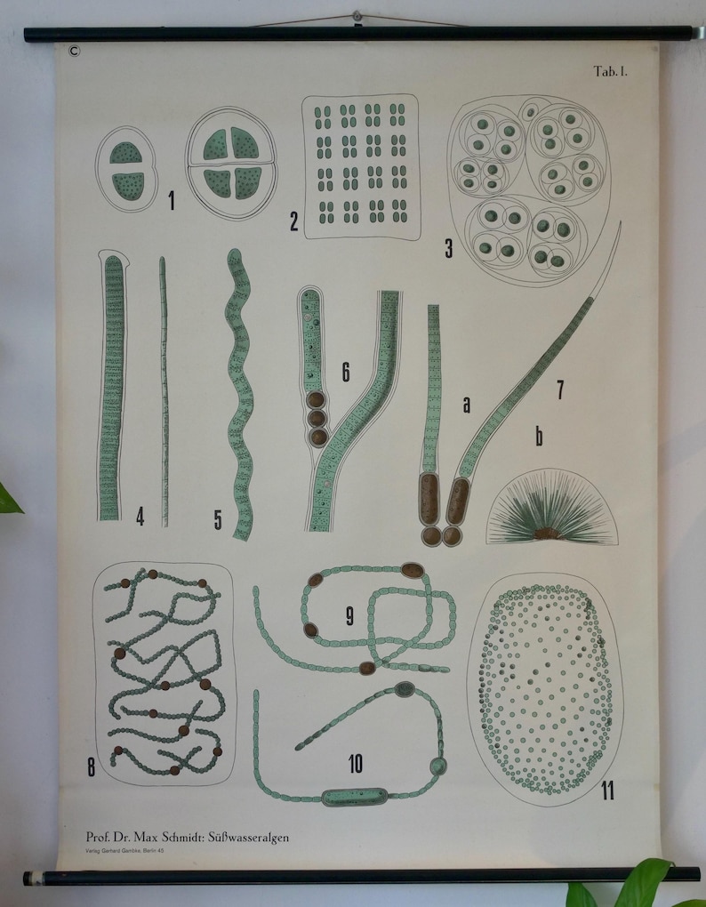 Vintage BLUE-GREEN ALGA School Chart Pr.dr. M. Schmidt Original ...