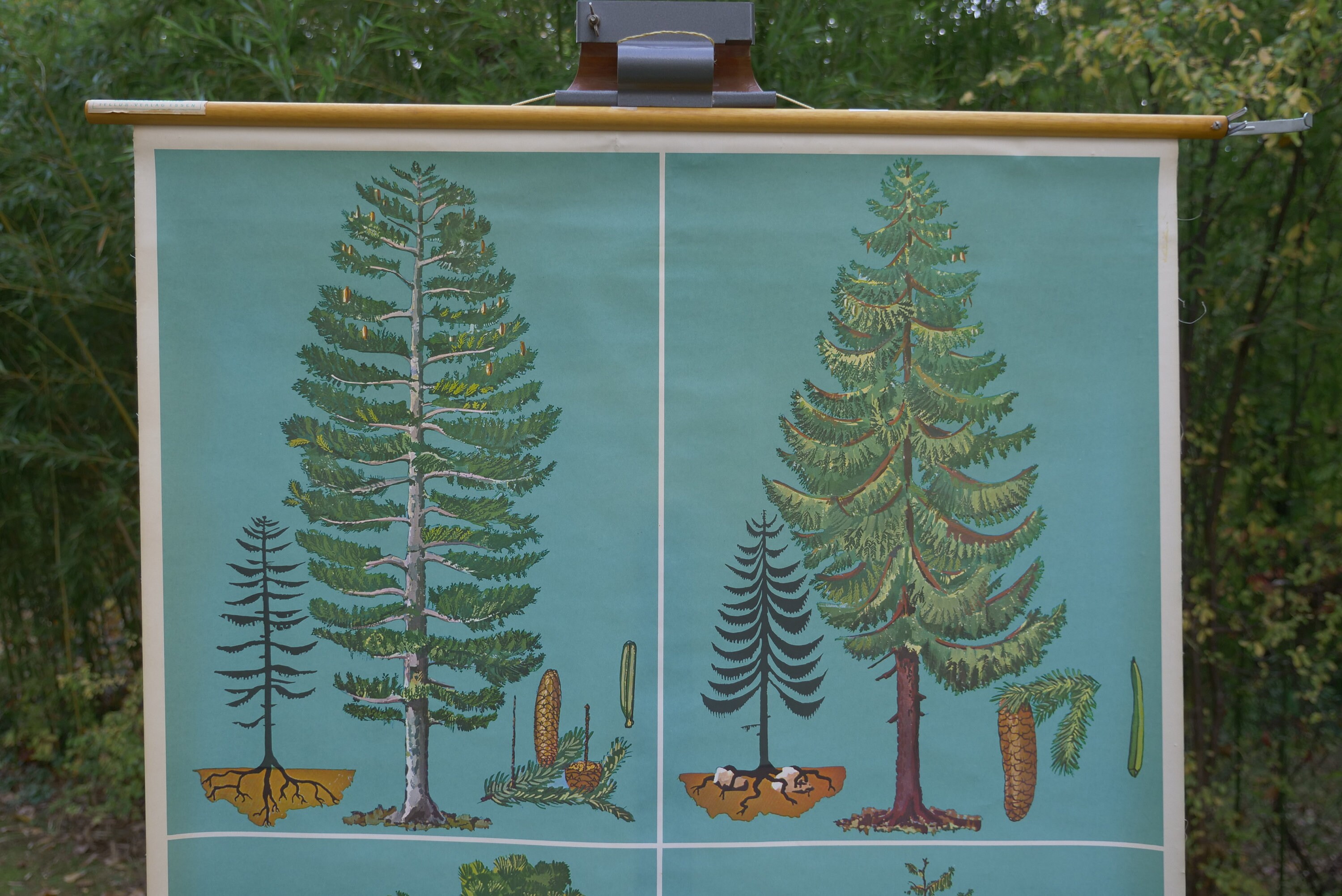 Vintage CONIFER TREES School Chart TELLUS Verlag Original Educational ...