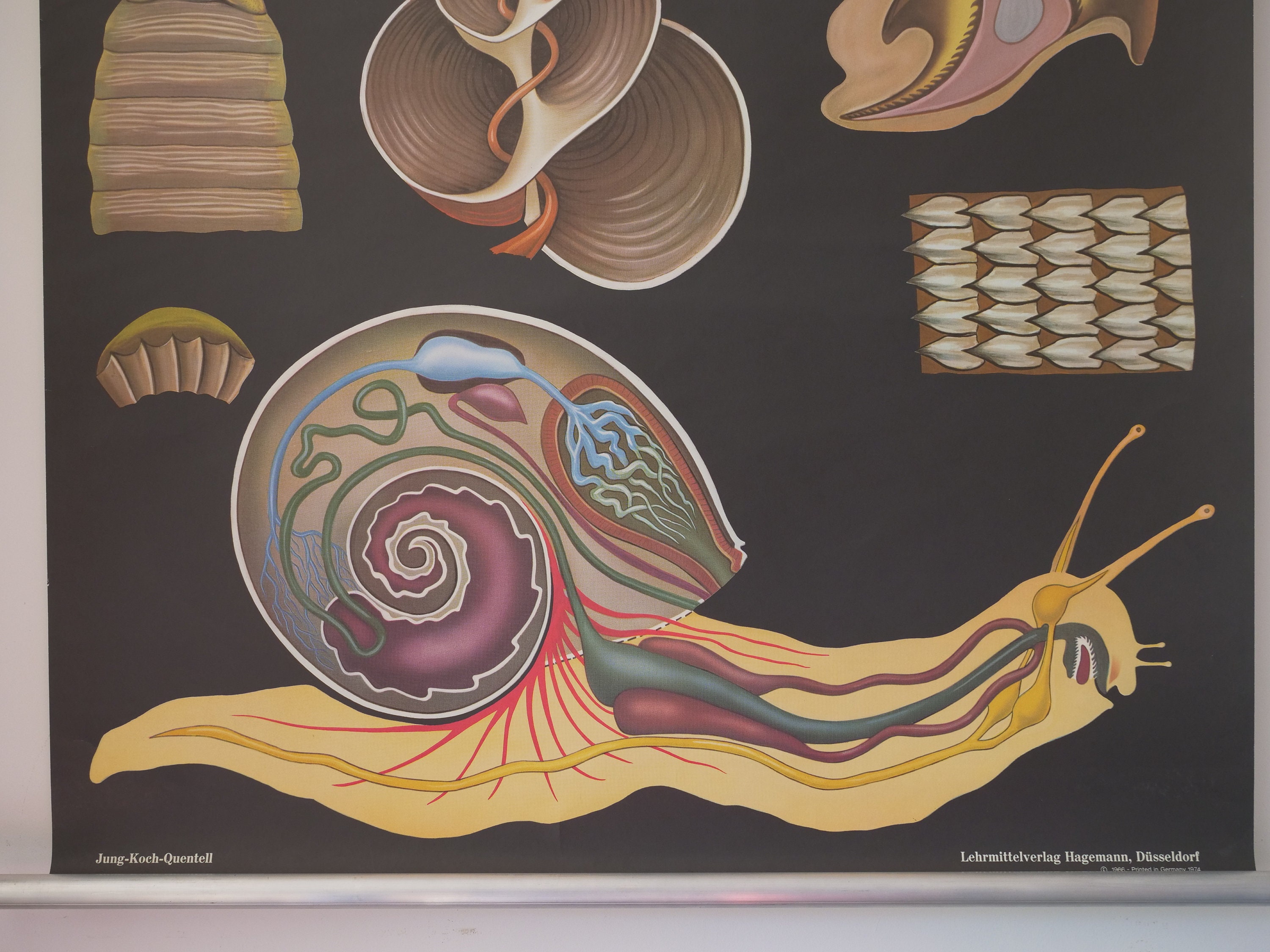 Vintage SNAIL School CHART Jung Koch Quentell Original Educational ...