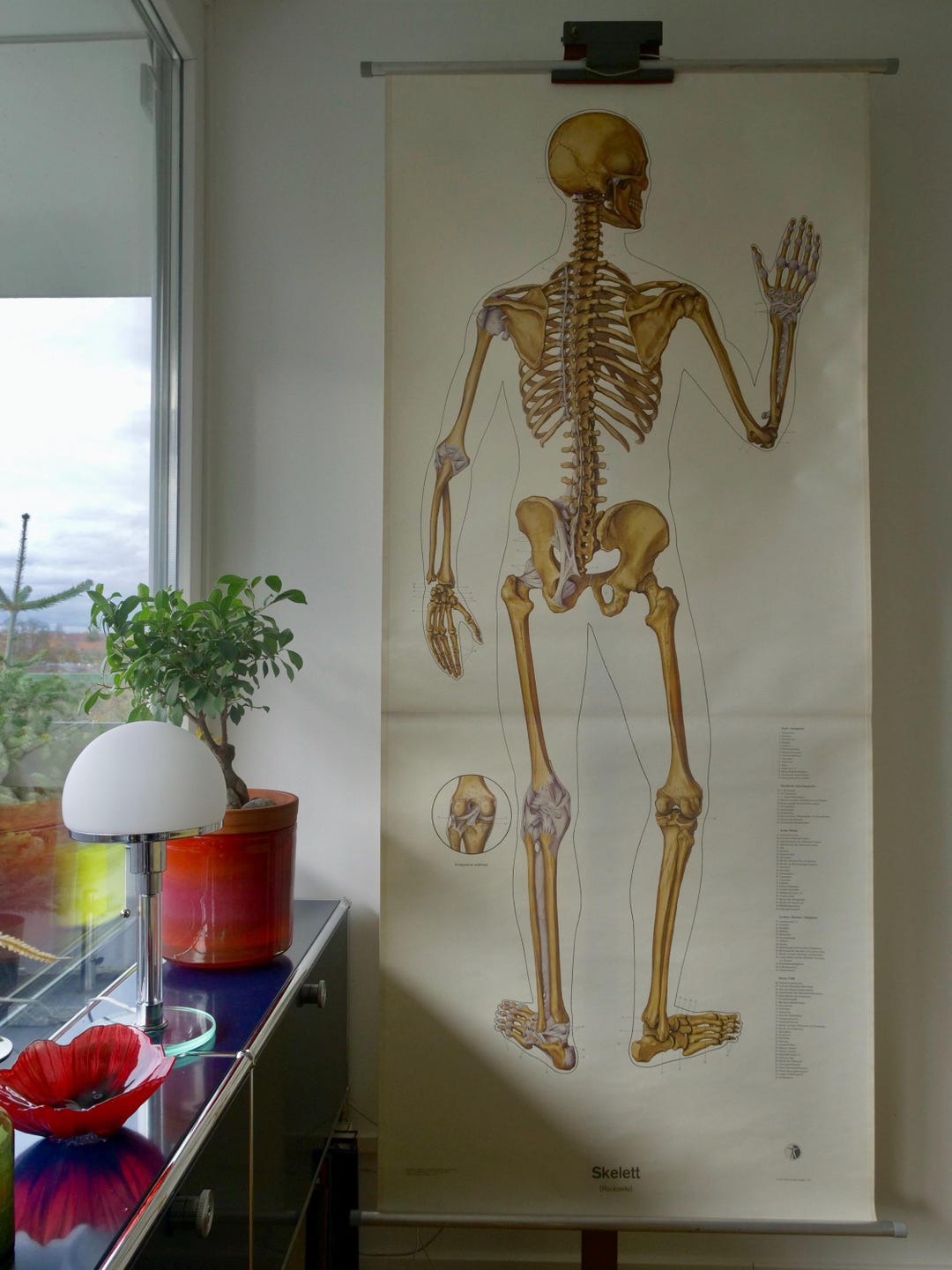 Vintage SKELETON Back School CHART Ernst Klett 50s Original Educational ...