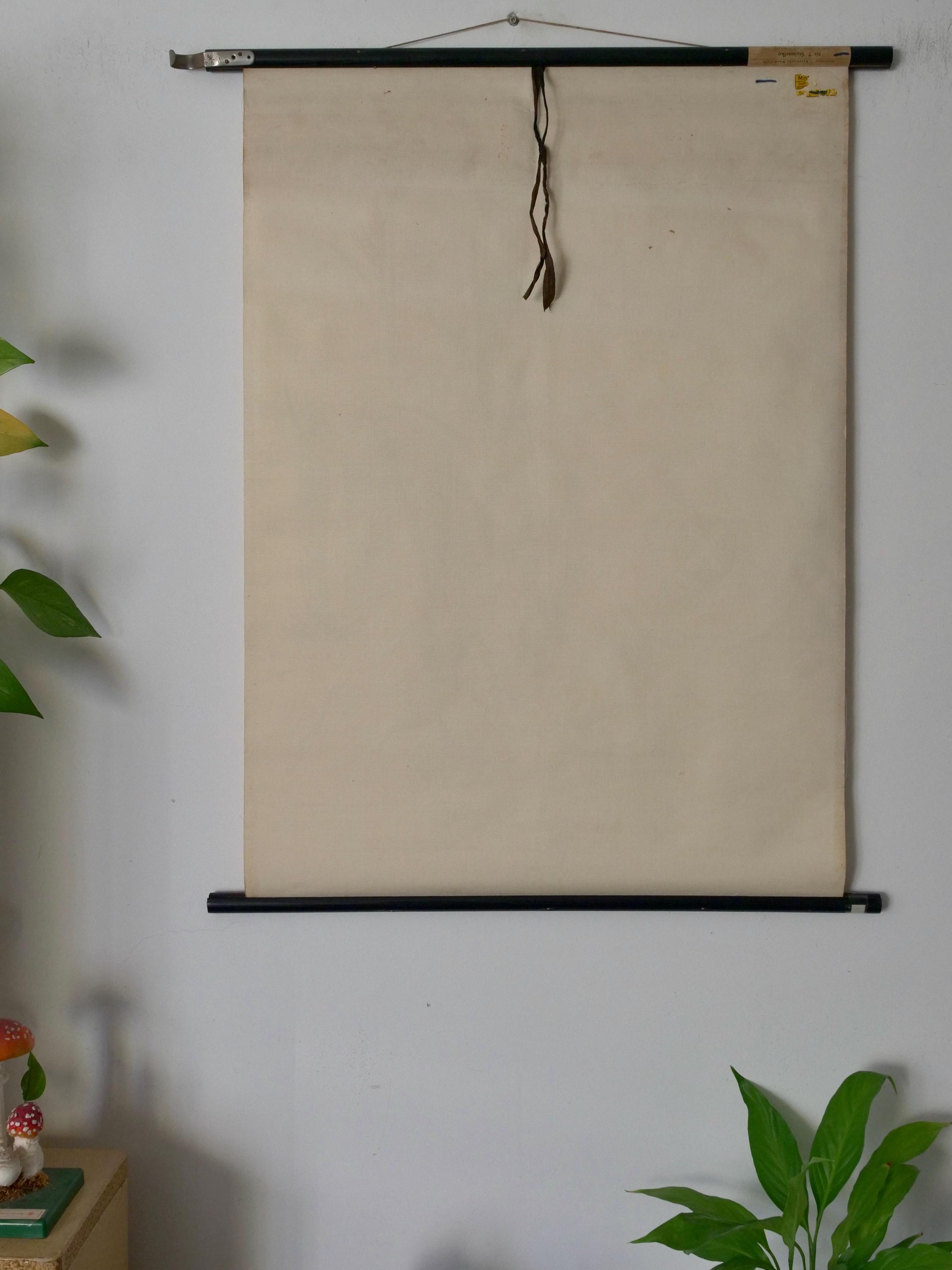 Vintage CLOVE FLOWER Dianthus School Chart HASLINGER Original ...