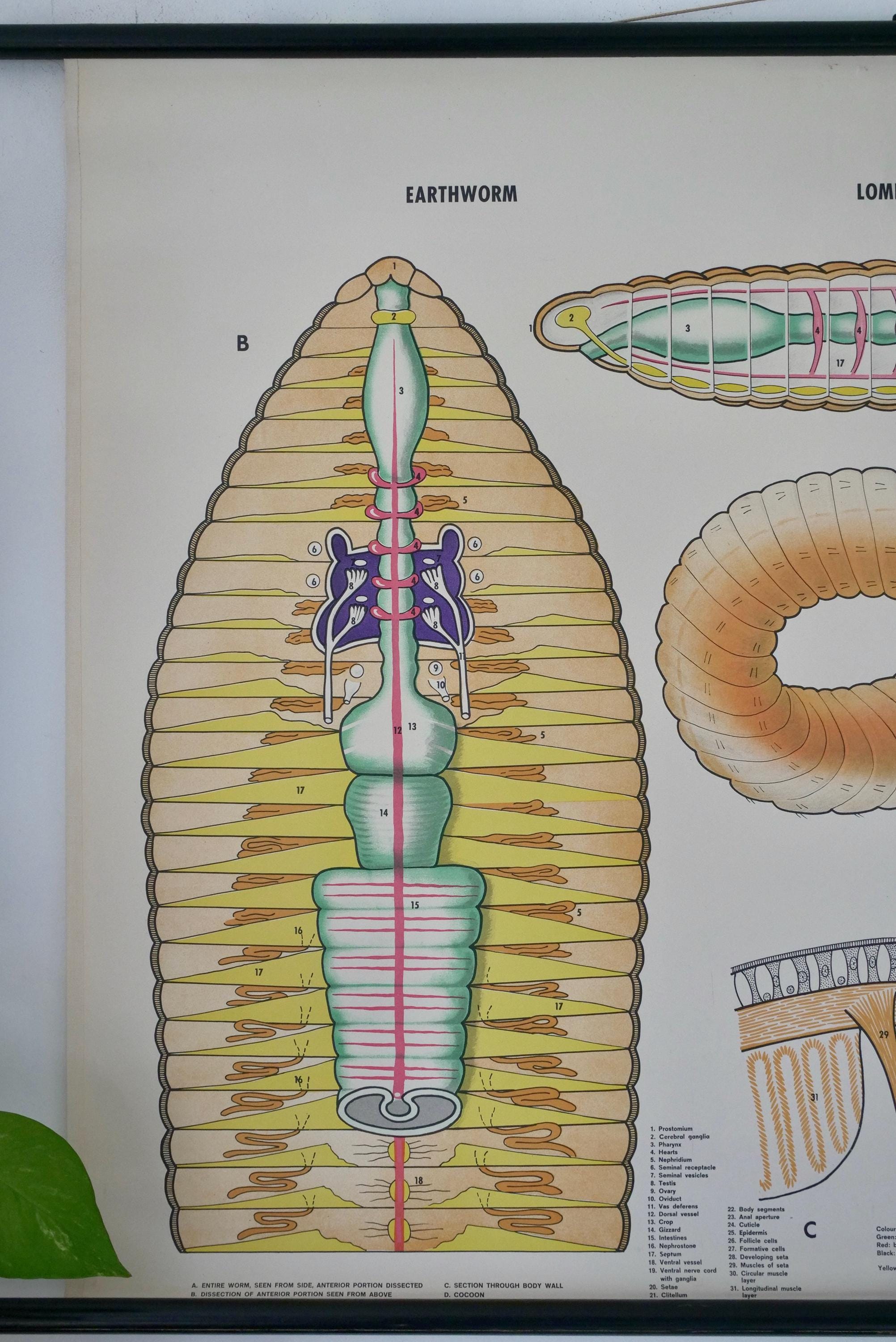 Vintage English School Chart EARTHWORM Original Educational Chart - Etsy
