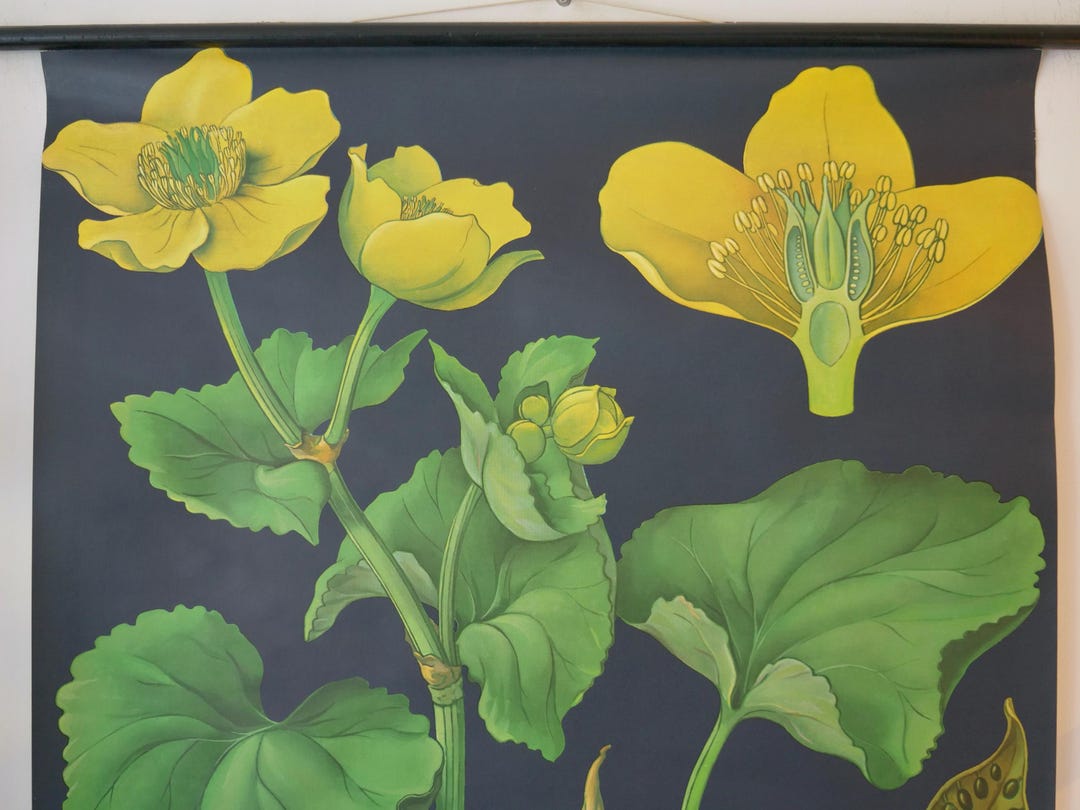 Vintage Marsh Marigold School Chart, Original Educational Botanical ...