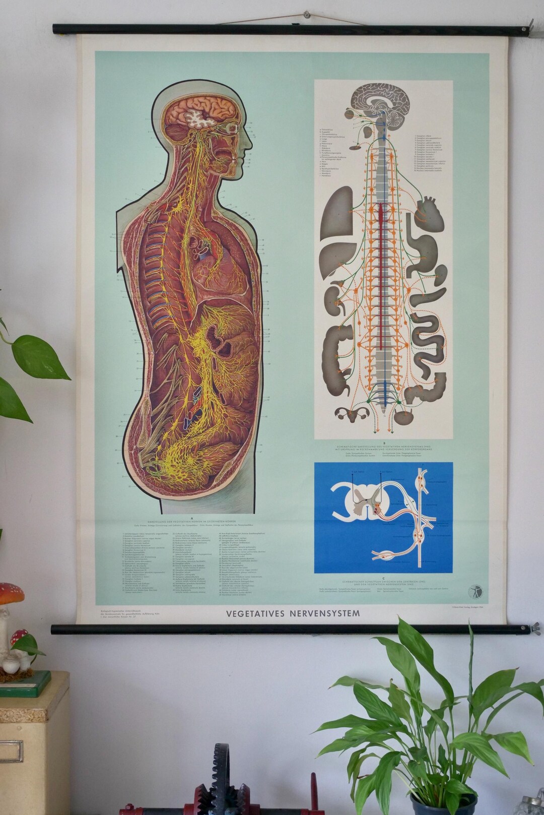 Vintage VEGETATIVE NERVOUS System School CHART Ernst Klett 50s Original ...