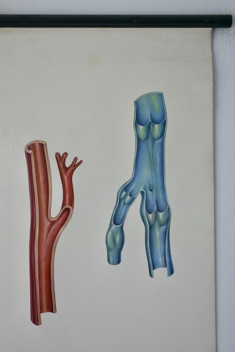 Vintage HEART BLOOD Circulation School Chart HYGIENEMUSEUM Dresden 60s ...