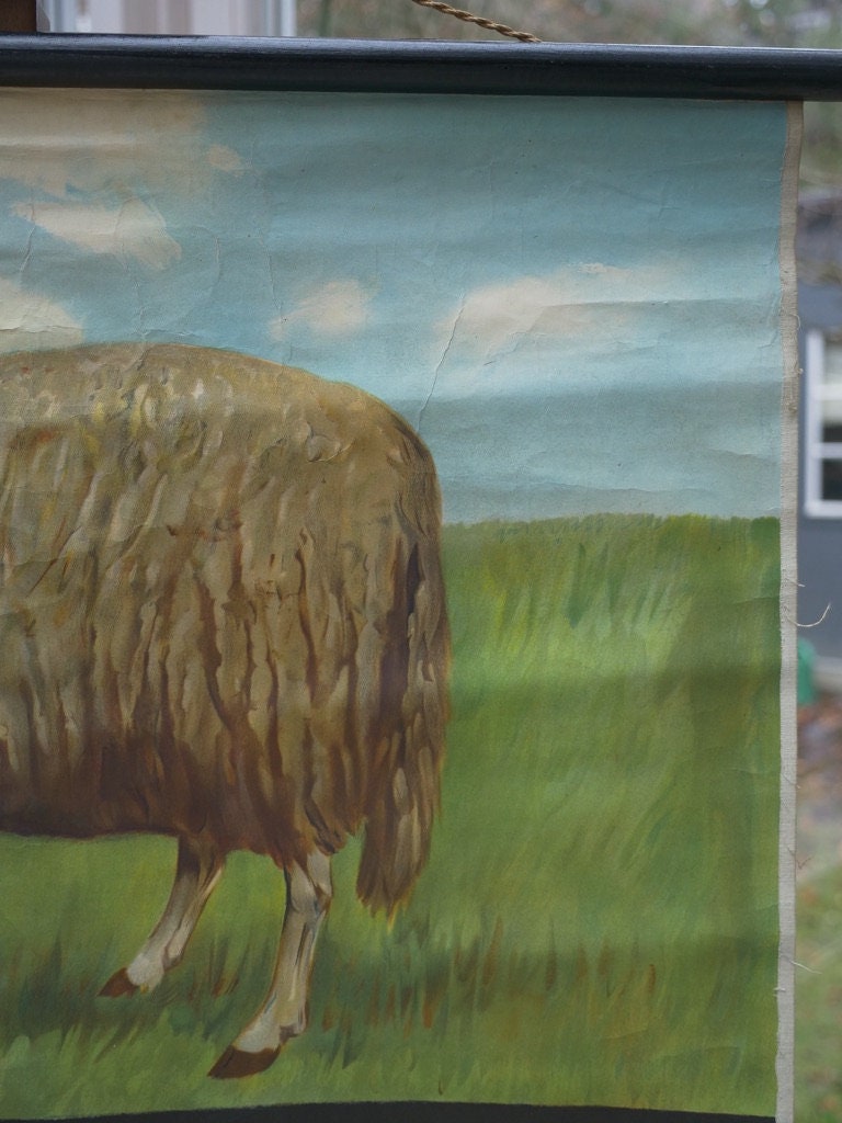 Vintage SHEEP School Chart Jung Koch Quentell Original Educational ...