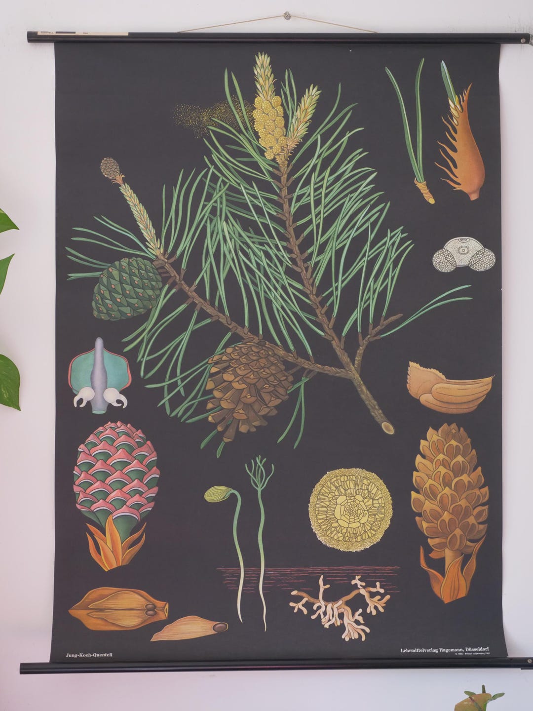 Vintage PINE TREE School Chart Jung Koch Quentell Original Educational ...