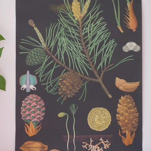 Vintage PINE TREE School Chart Jung Koch Quentell Original Educational ...