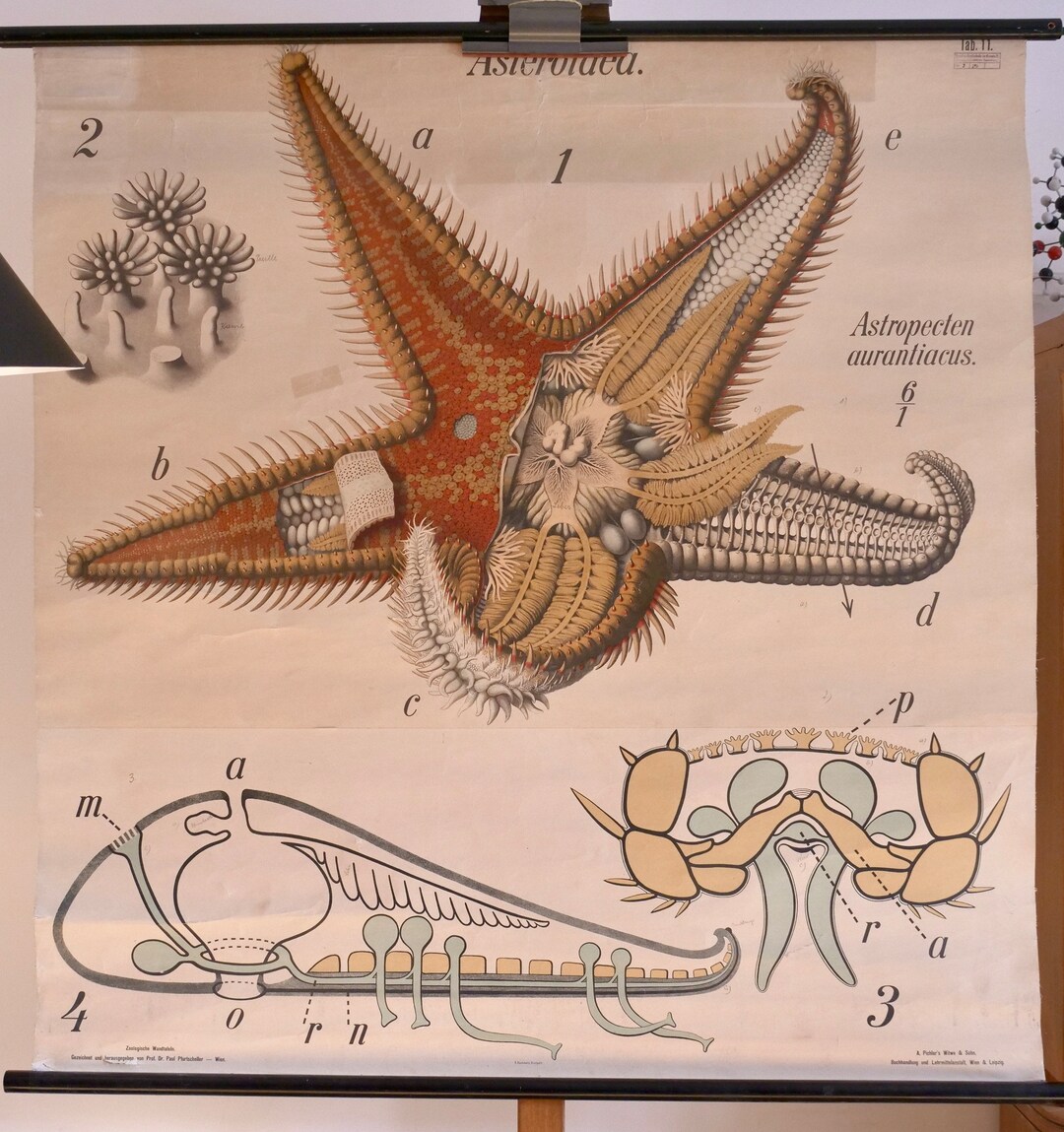 Vintage School Chart PFURTSCHELLER STARFISH Astropectenaurantiacus ...
