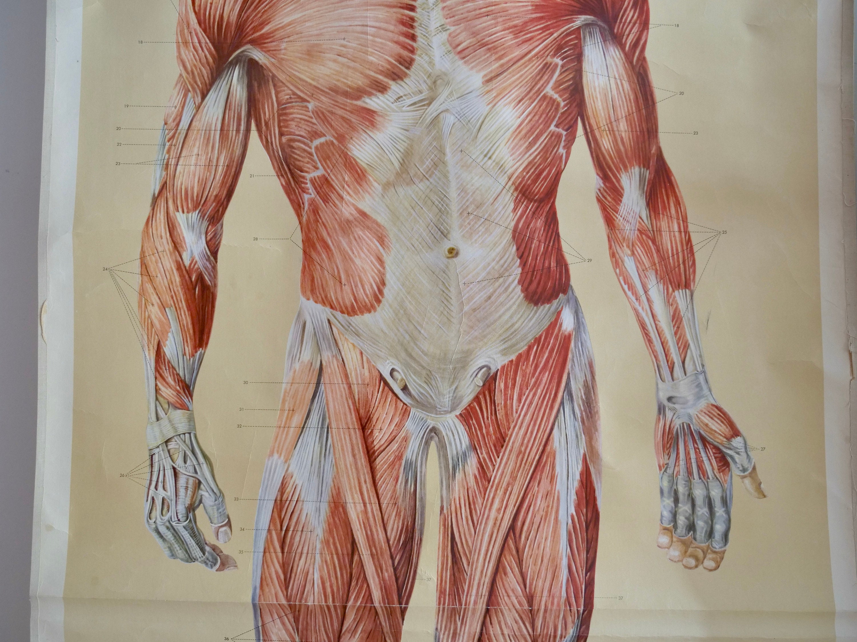 Vintage MUSCLES Front School CHART 60s Original Educational Chart Dr Te ...