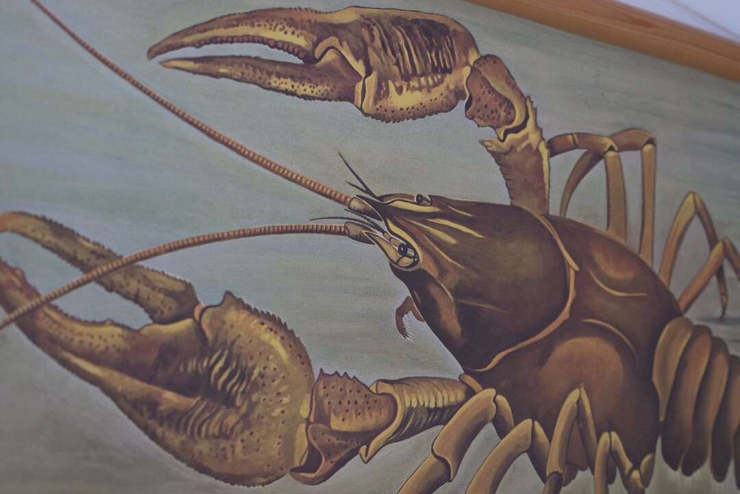 Vintage School CHART CRAYFISH Jung Koch Quentell Original Educational ...