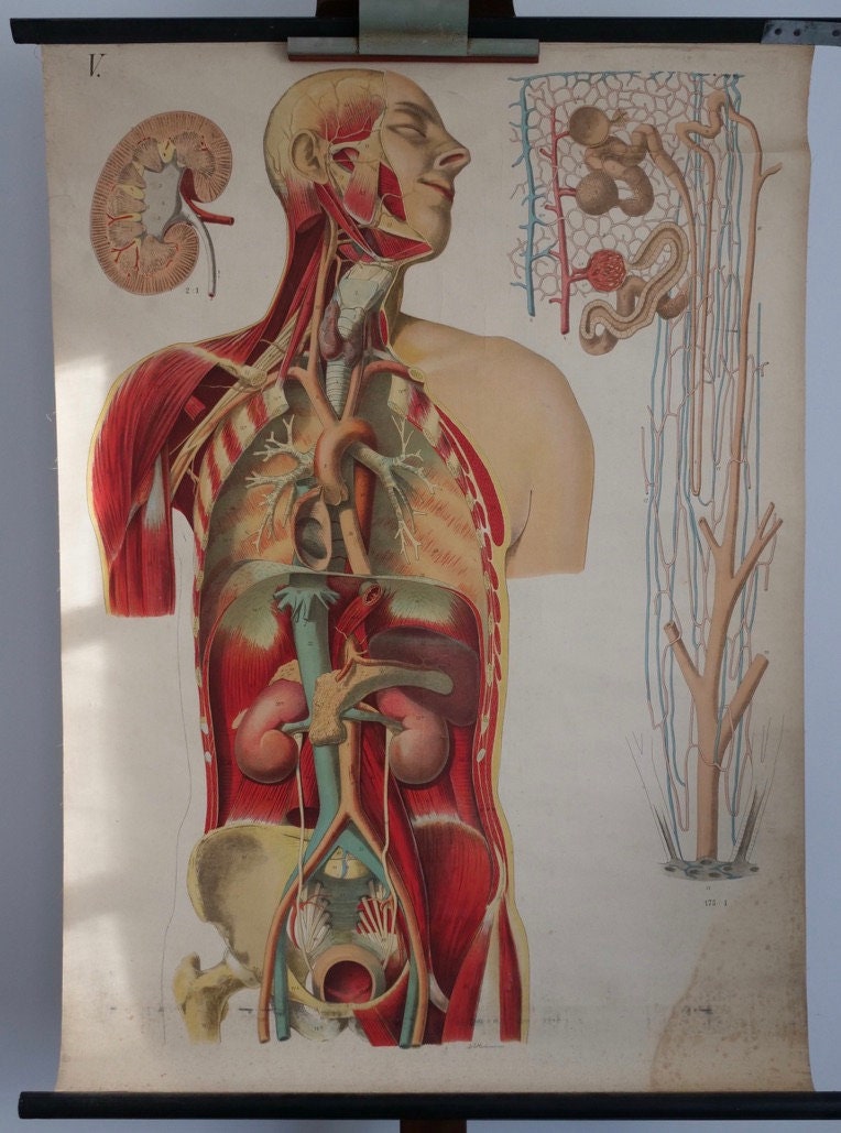Vintage Human TORSO With Head Anatomical CHART Original Educational ...