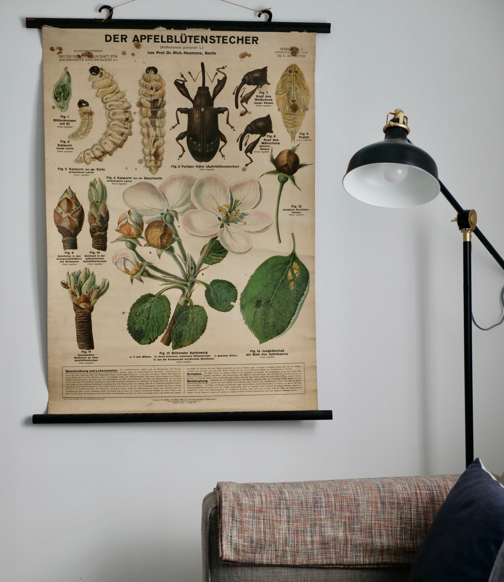 Vintage School Chart APPLE Blossom WEEVIL Original Educational Chart - Etsy