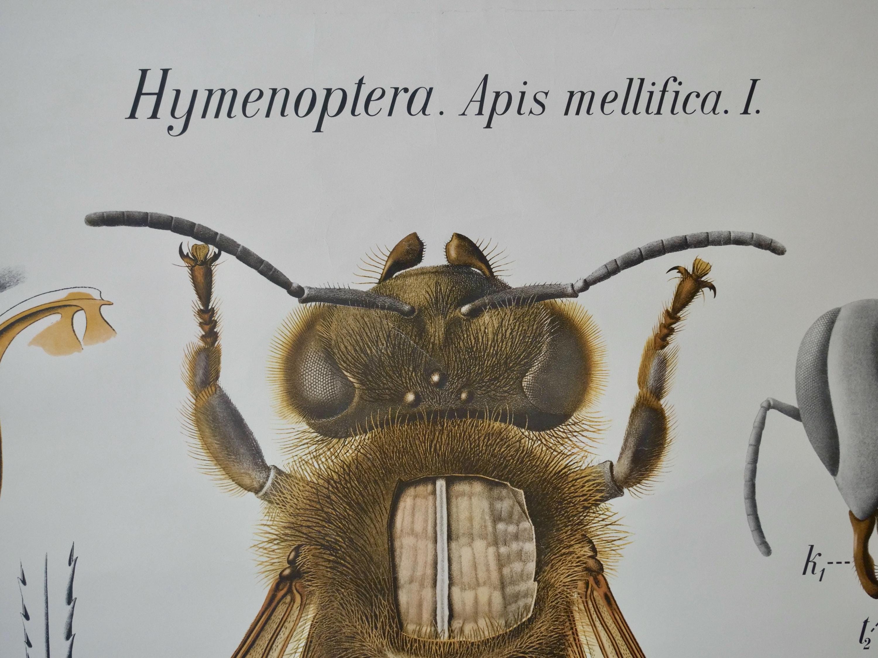 Vintage School Chart PFURTSCHELLER BEE Hymenoptera Apis Mellificia ...