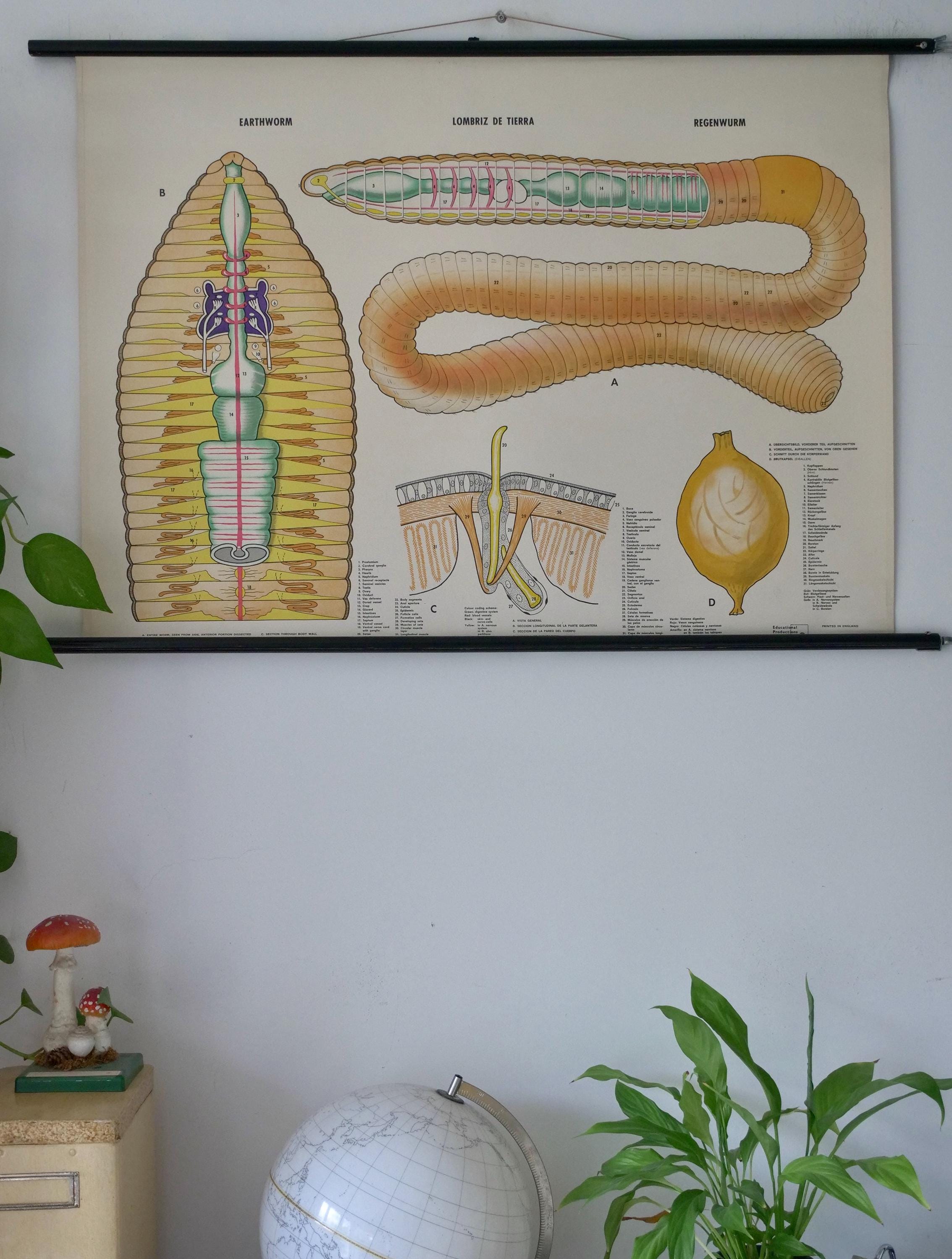 Vintage English School Chart EARTHWORM Original Educational Chart - Etsy