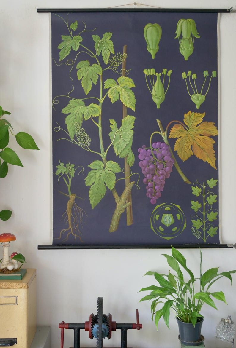 Vintage VINE School Chart Jung Koch Quentell Original Educational Chart ...