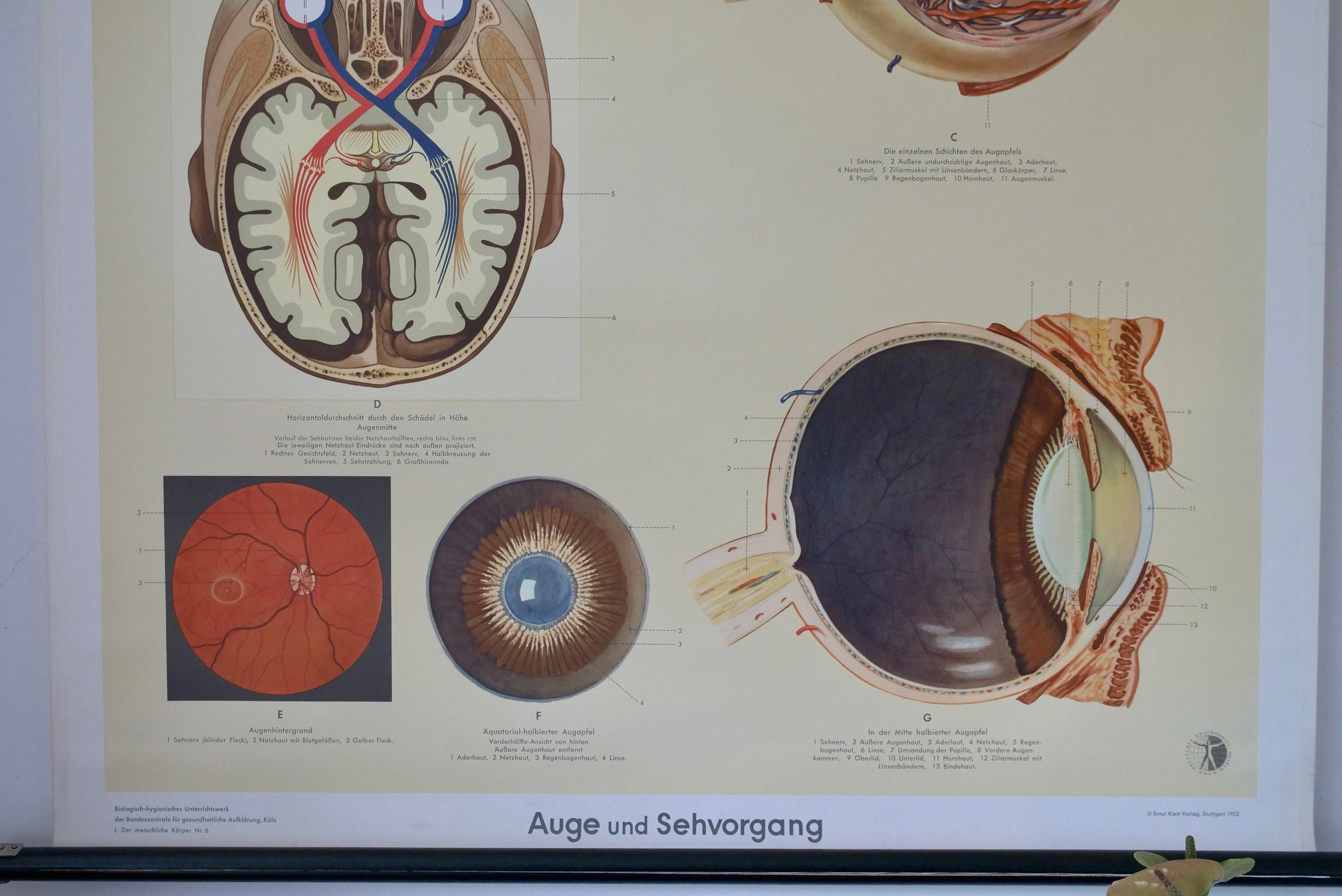 Vintage THE EYE School CHART Ernst Klett 50s Original Educational Chart ...