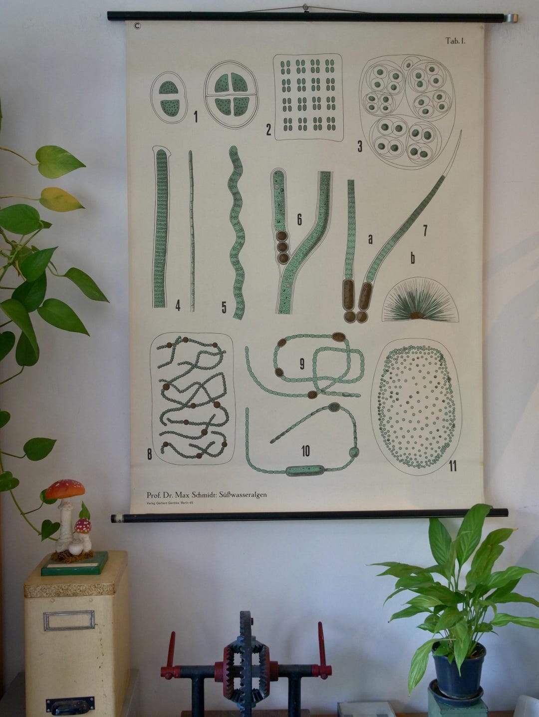 Vintage BLUE-GREEN ALGA School Chart Pr.dr. M. Schmidt Original ...