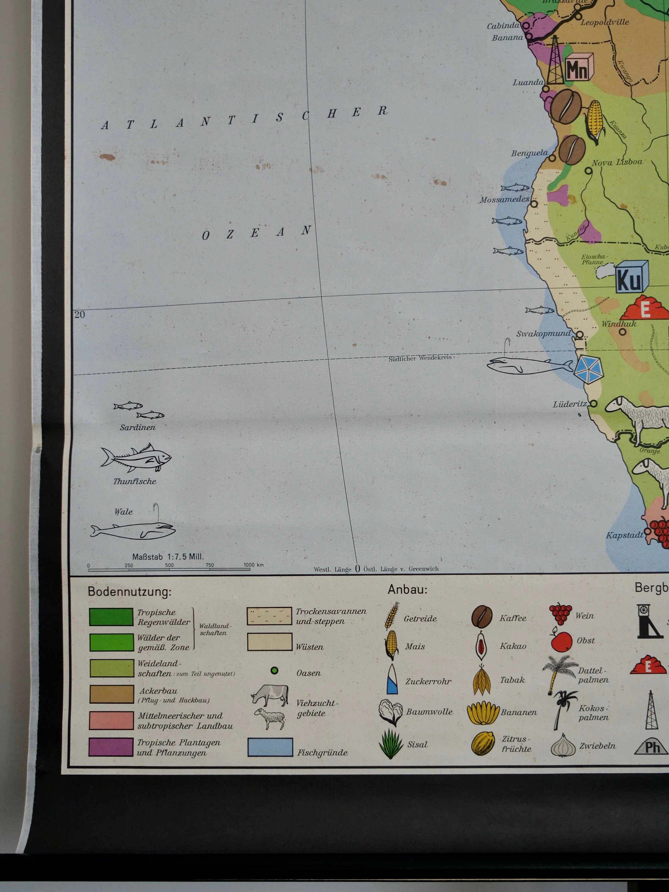 Vintage AFRICA AFRIKA School Chart VEGETATION Original - Etsy