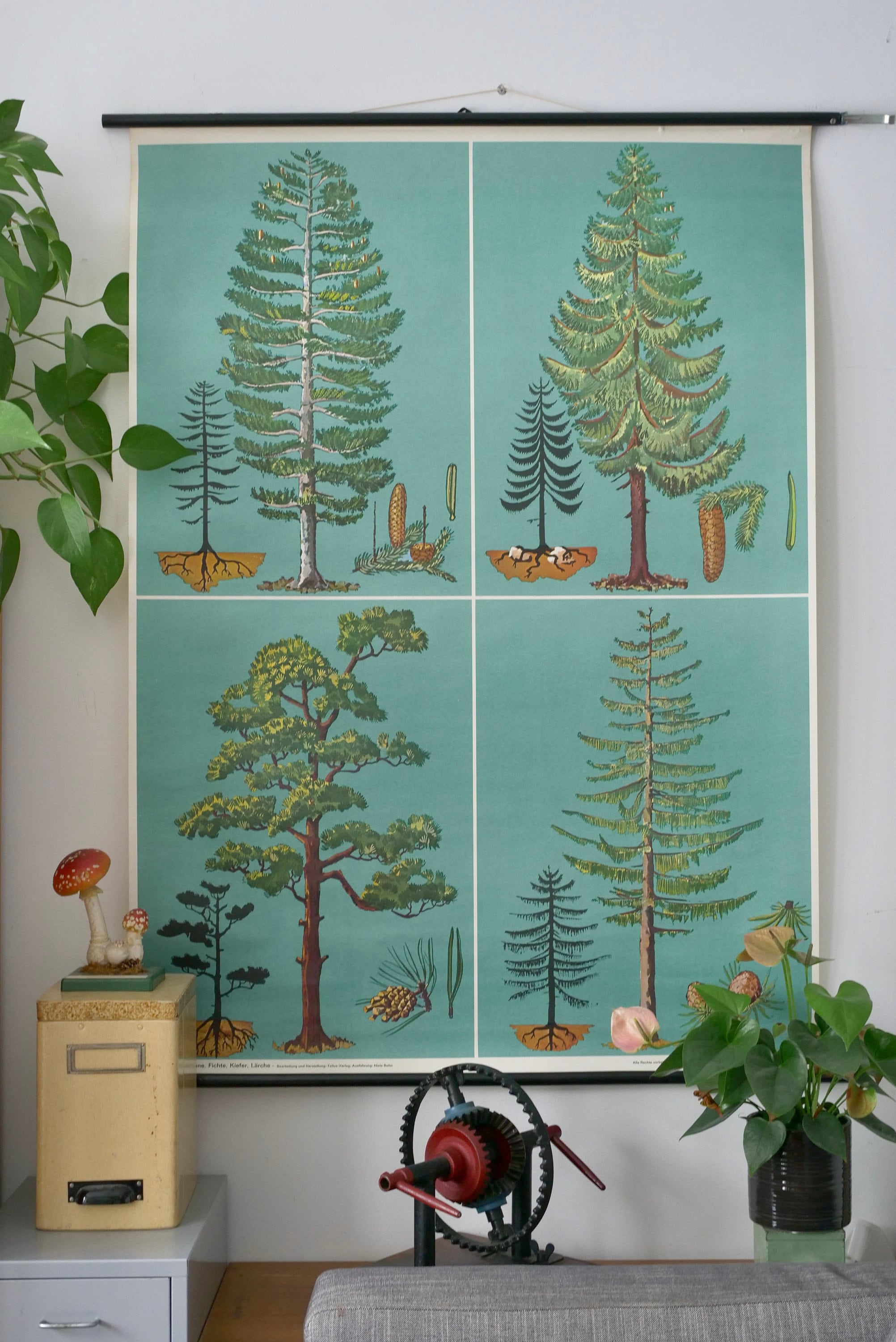 Vintage CONIFER TREES School Chart TELLUS Verlag Original Educational ...