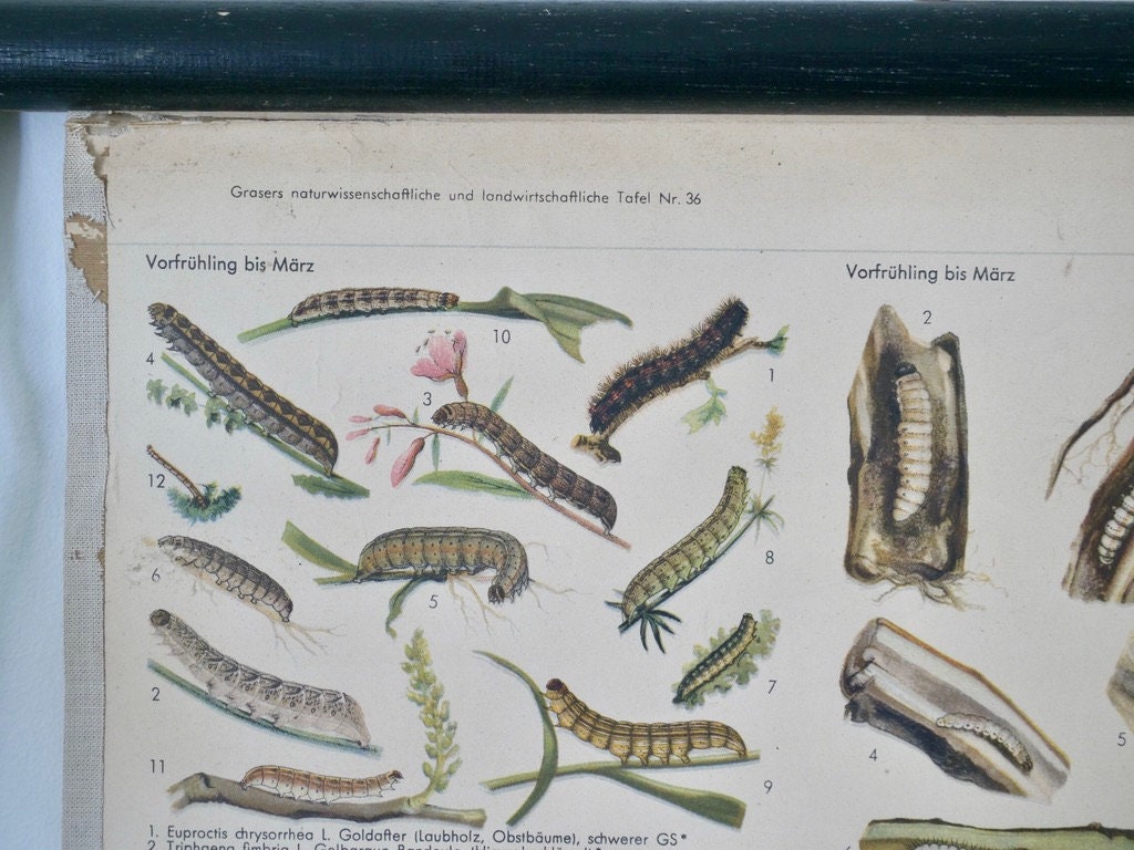 Vintage School CHART CATERPILLARS of Butterflies GRASER Schreiber ...
