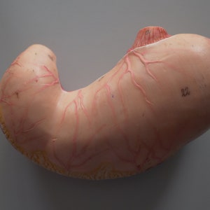 Vintage HUMAN TORSO Somso Educational Model - Etsy