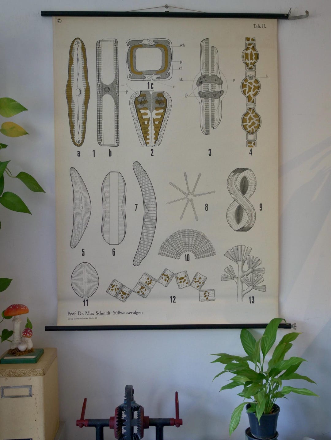 Vintage DIATOM ALGAE T.II School Chart Pr. Dr. M. Schmidt Original ...