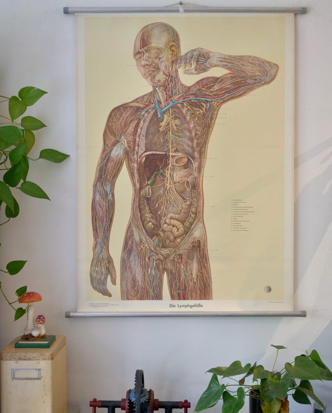 Vintage LYMPHATIC Vessels Anatomical School CHART Ernst Klett 60s ...