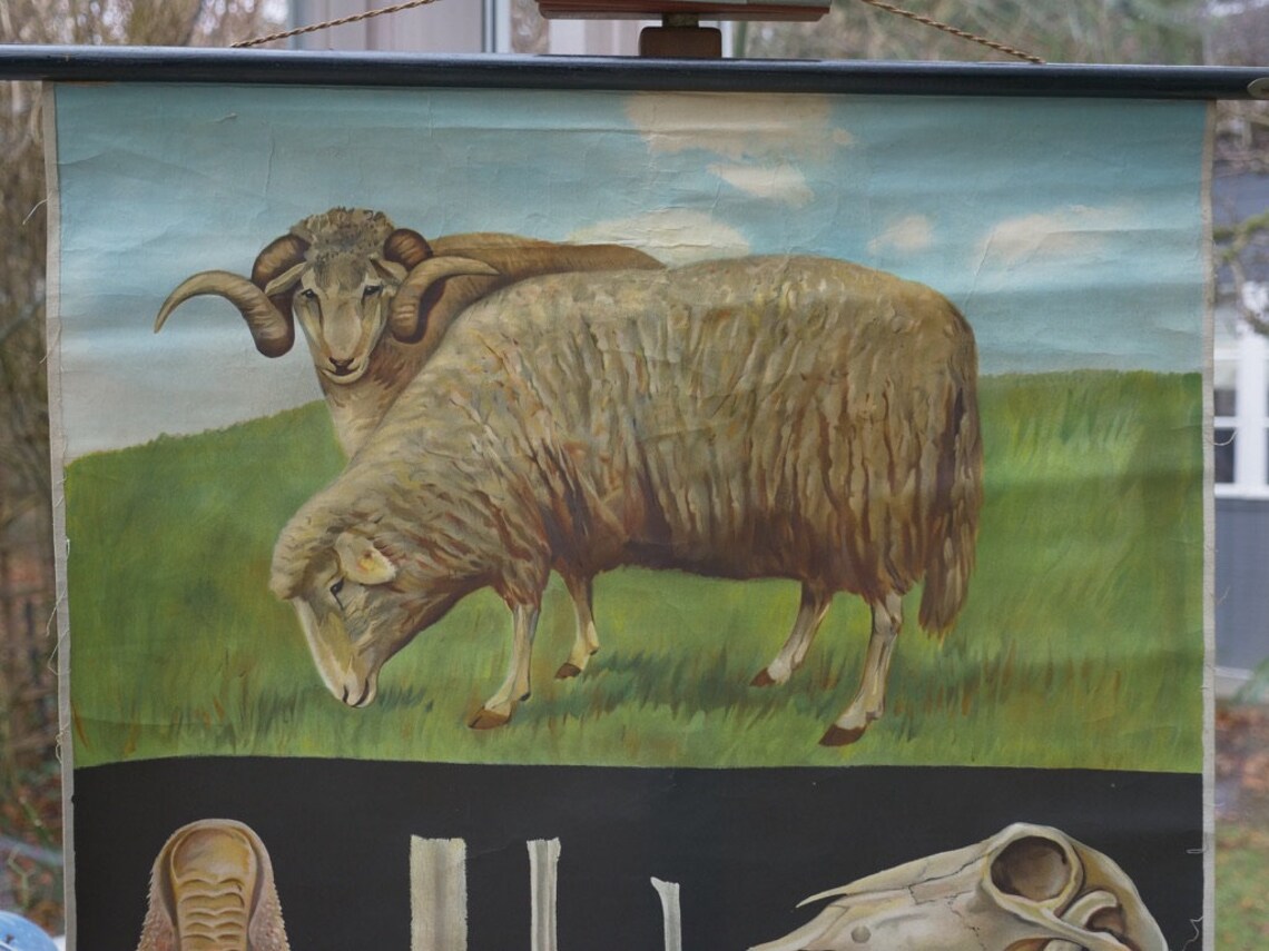 Vintage SHEEP School Chart Jung Koch Quentell Original Educational ...