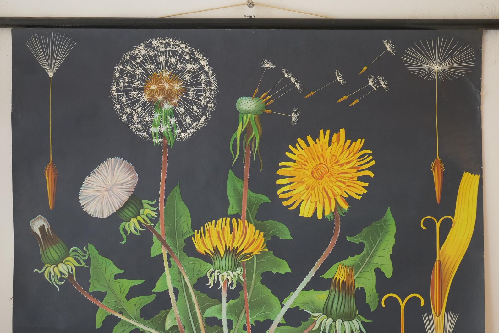 Vintage DANDELION School Chart Jung Koch Quentell Original Educational ...