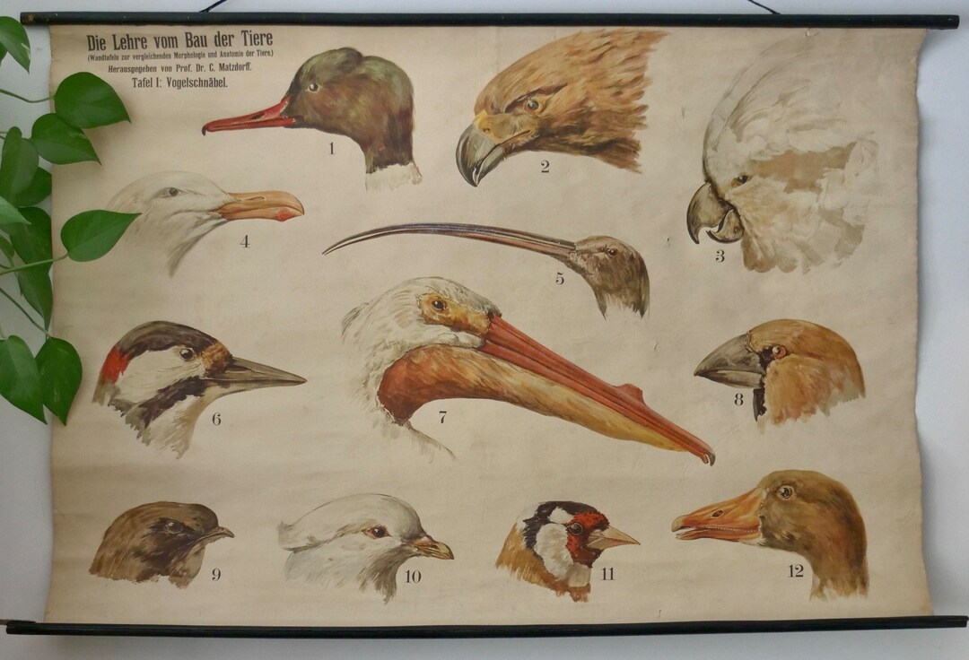 Vintage School CHART BIRD Beaks Lithograph Schreiber Verlag 1900 Original Educational Chart - Etsy