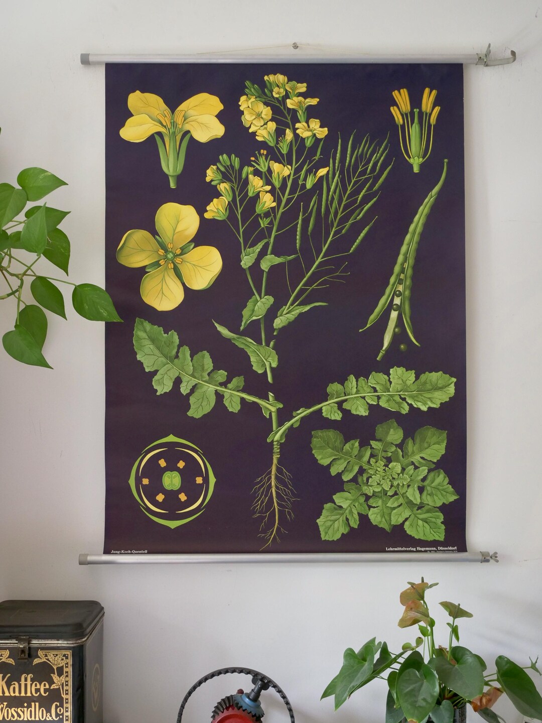 Vintage CANOLA RAPE School Chart Jung Koch Quentell Original ...