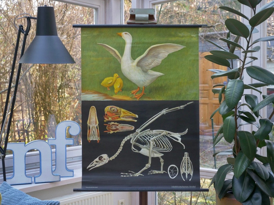 Vintage GOOSE School Chart Jung Koch Quentell Original Educational ...