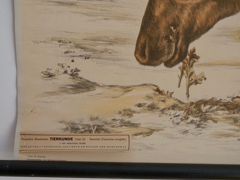 Vintage School Chart Reindeer Engleder Tarandus Rangifer Original ...