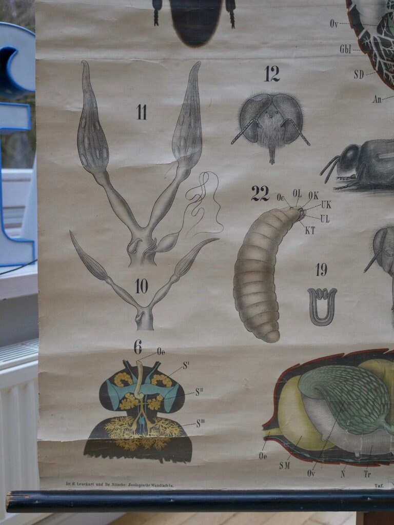 Vintage School Chart BEE Arthropoda. Insecta. Hymenoptera DR.LEUCKART ...