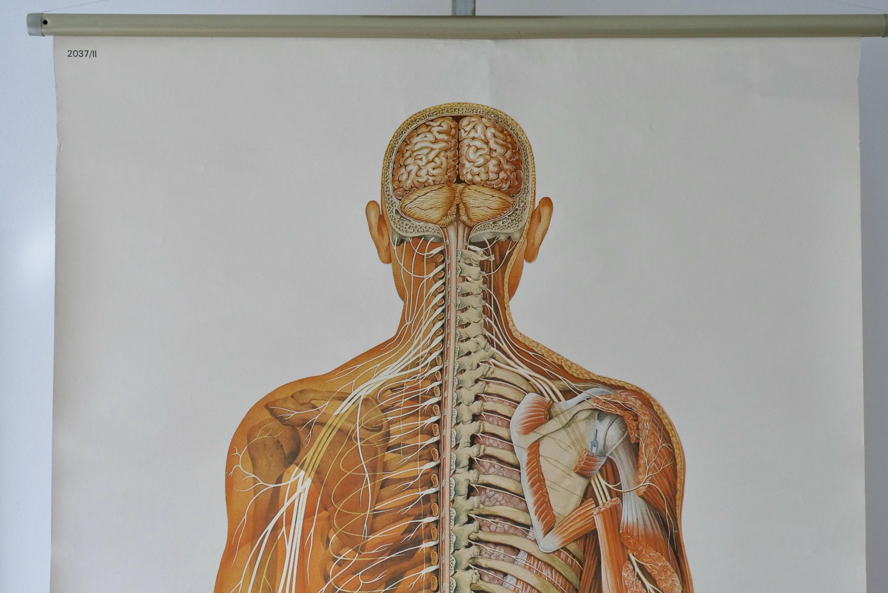 Vintage NERVOUS SYSTEM Back School HYGIENEMUSEUM Dresden 60s Original ...
