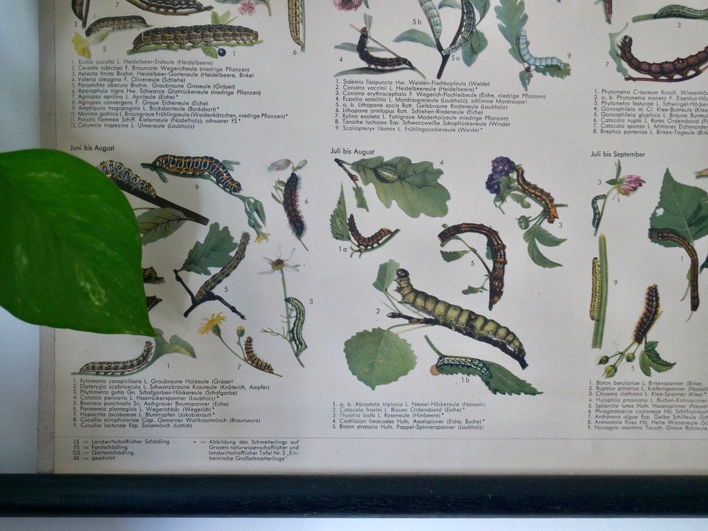Vintage School CHART CATERPILLARS of Butterflies GRASER Schreiber ...