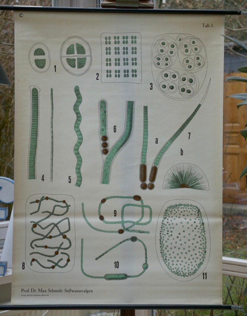 Vintage BLUE-GREEN ALGA School Chart Pr.dr. M. Schmidt - Etsy