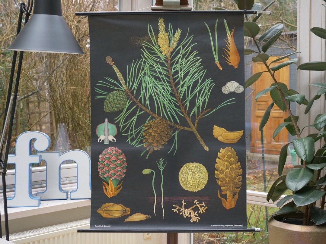 Vintage PINE TREE School Chart Jung Koch Quentell Original Educational ...