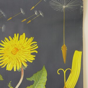 Vintage DANDELION School Chart Jung Koch Quentell Original Educational ...