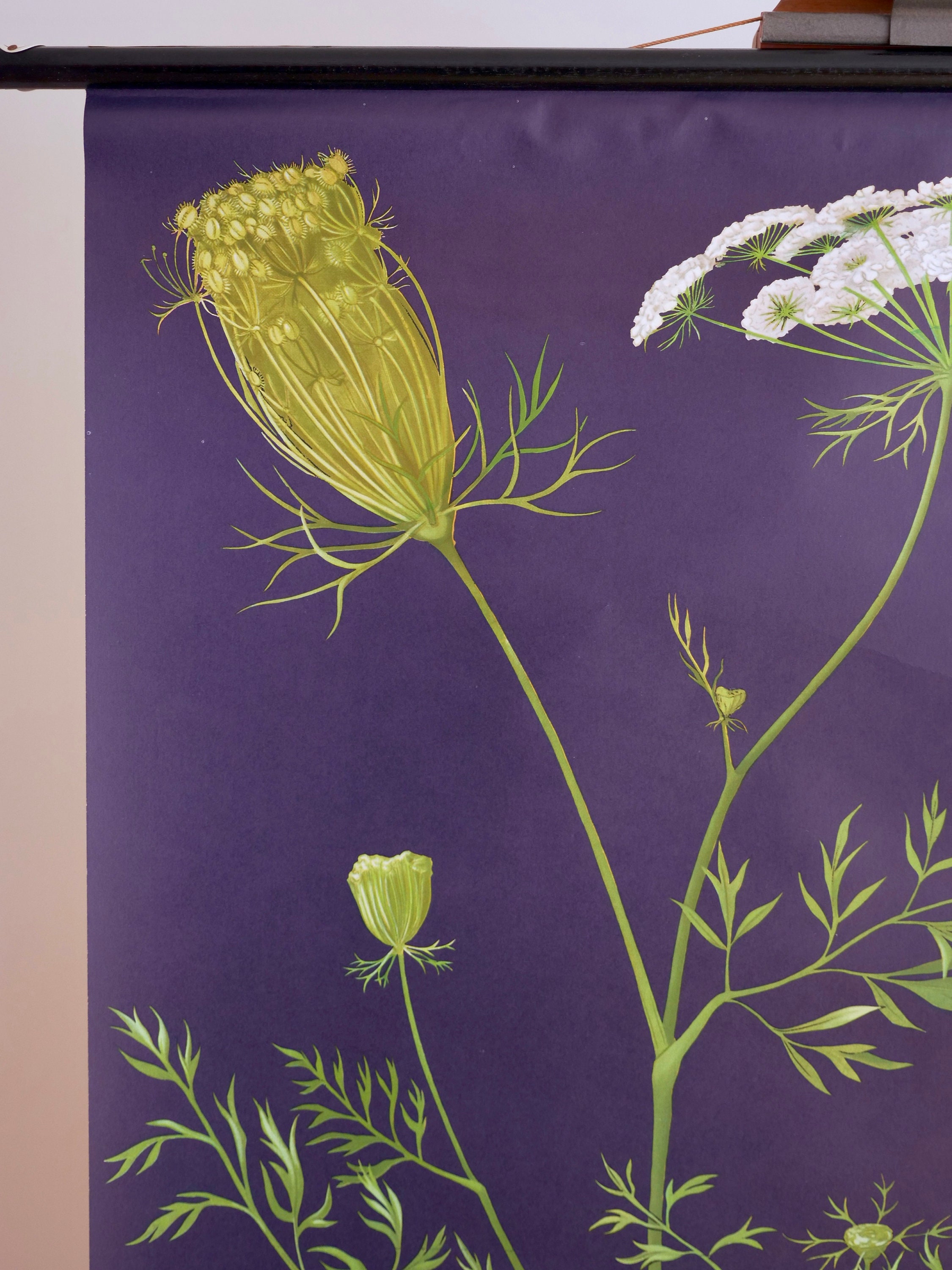 Vintage WILD CARROT School Chart Jung Koch Quentell Original ...