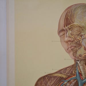 Vintage LYMPHATIC Vessels Anatomical School CHART Ernst Klett 60s ...