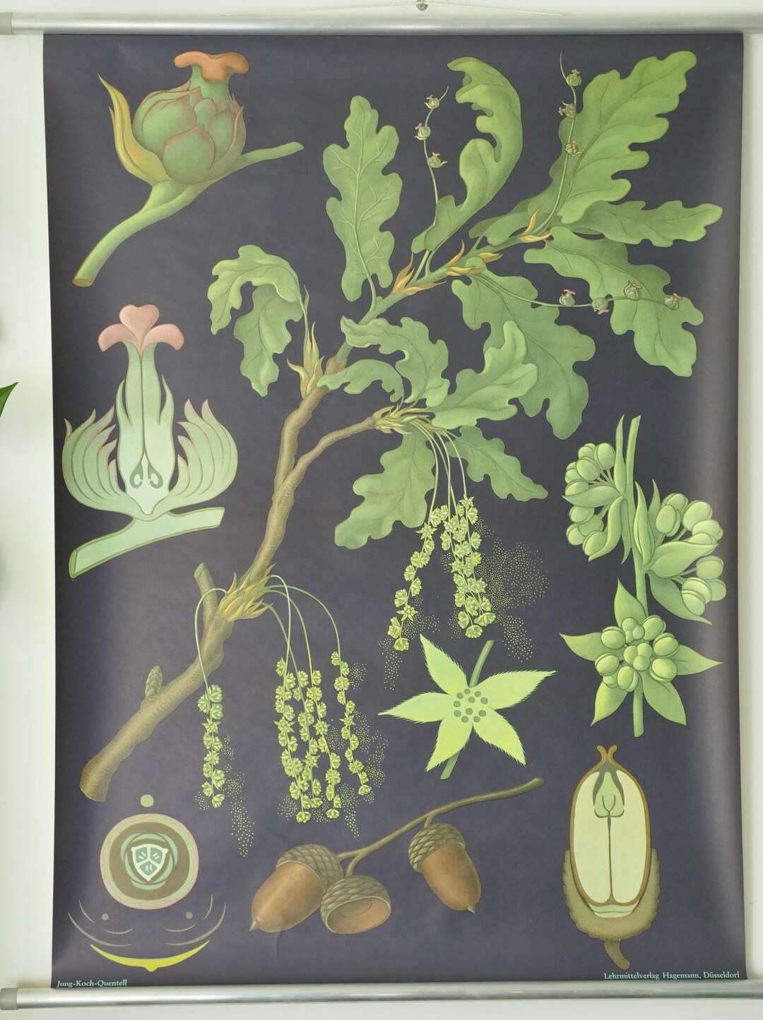 Vintage OAK TREE School Chart Jung Koch Quentell Original Educational ...